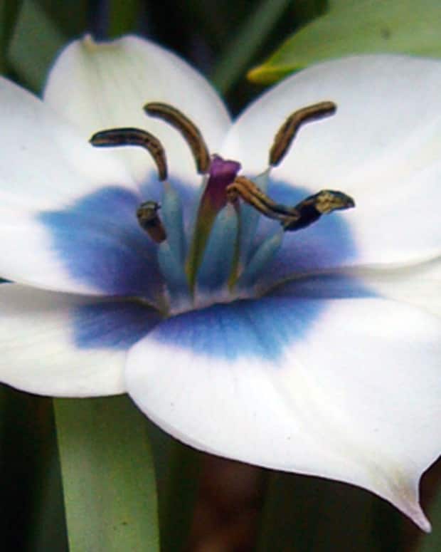 Parrot and Ruffled Tulips - Dengarden