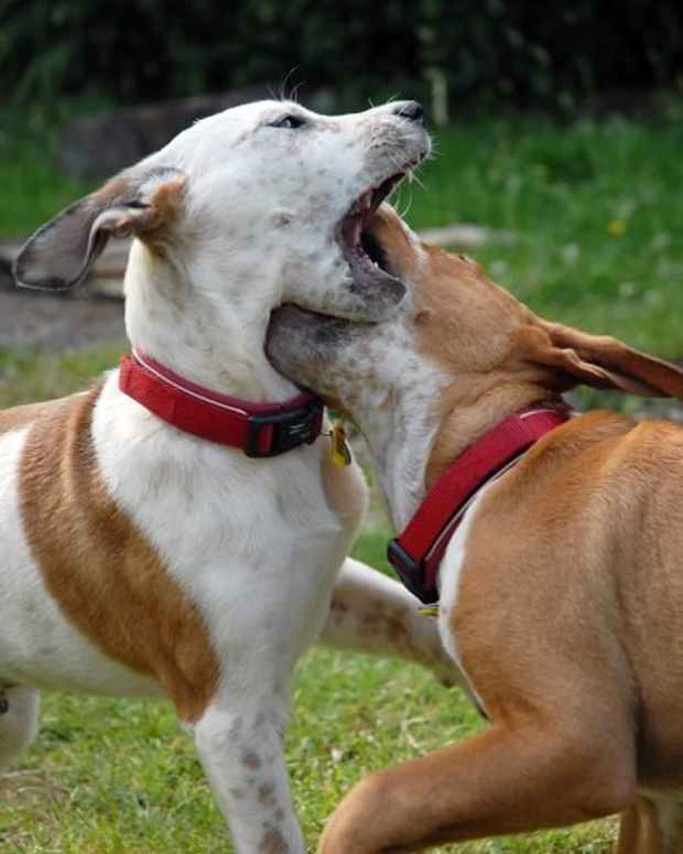 Can Two Female Dogs Get Along Together