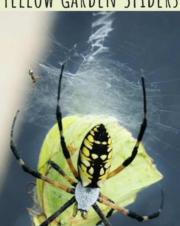 How Spiders Breathe - Owlcation