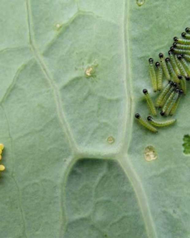 Natural Ways to Control Cabbage Worms - Dengarden - Home and Garden