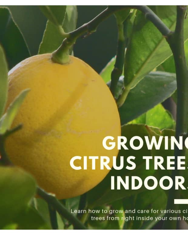 How to Grow Indoor Meyer Lemon Trees - Dengarden