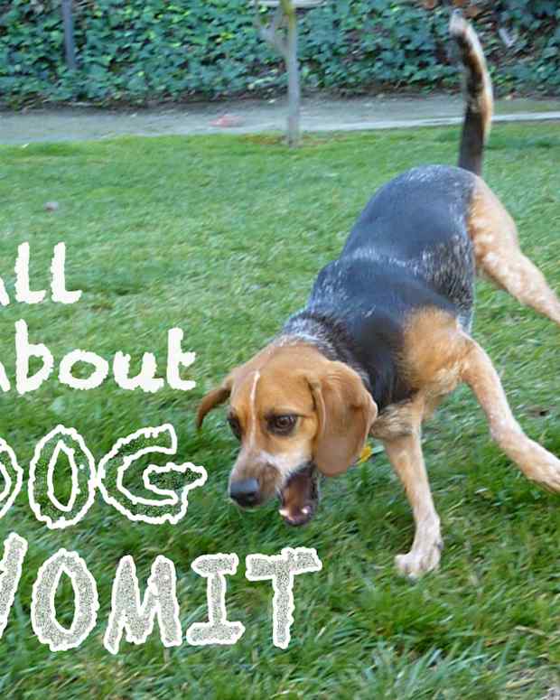 10 Causes of Dogs Vomiting Undigested Food - PetHelpful