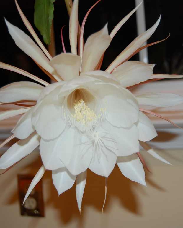 How to Grow Moonflowers: Night-Blooming Plants - Dengarden