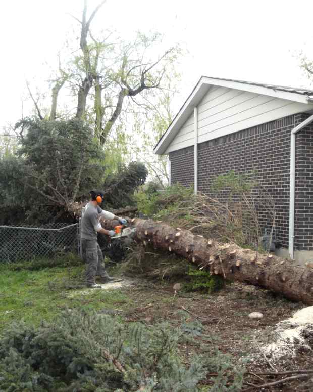 Why Not to "Limb Up" Evergreen Trees - Dengarden - Home and Garden