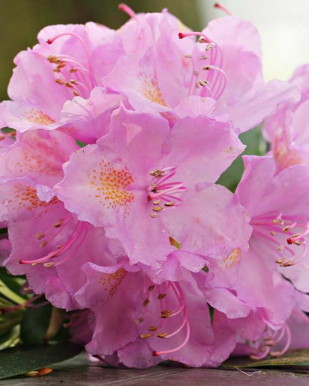 Native Azaleas of Louisiana - Dengarden