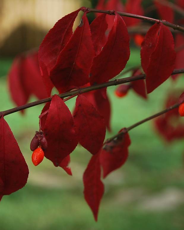 How to Care for Blueberry Bushes - Dengarden