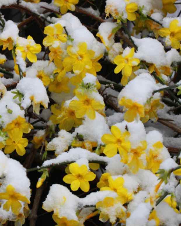 Step-by-Step Instructions for Growing Confederate Jasmine in a ...