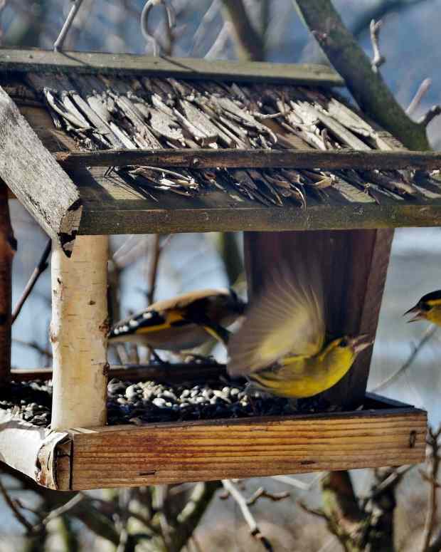 How to Get Birds to Nest in Your Birdhouse - Dengarden