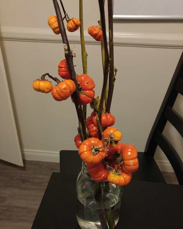 How to Plant Pumpkins: Rows vs. Hills - Dengarden - Home and Garden