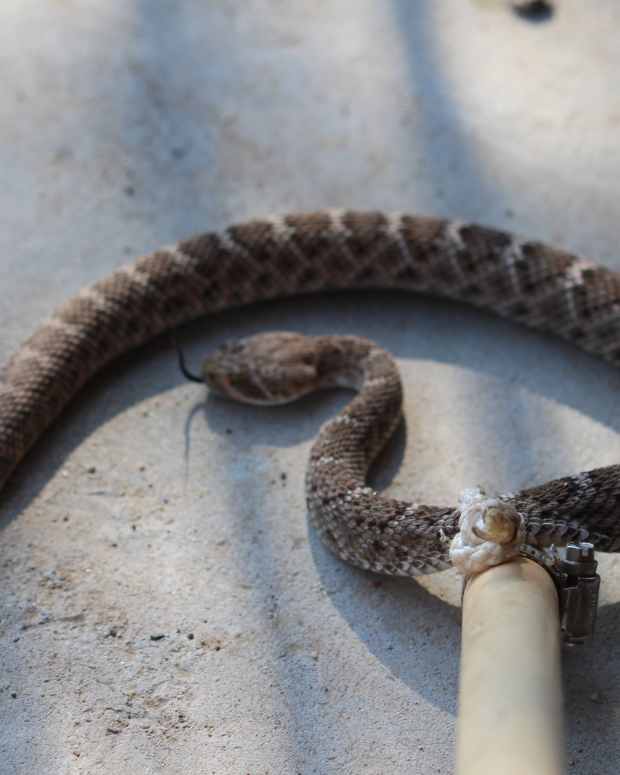 How to Find Snakes on Your Property - Dengarden - Home and Garden