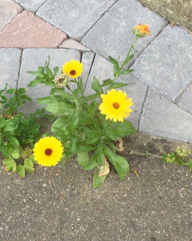 A Beginner's Guide to Growing Tomato Plants - Dengarden