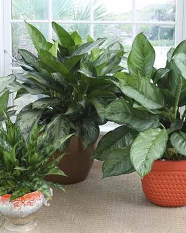 How to BBQ Moist Large Shrimp or Prawns - HubPages