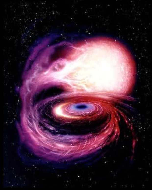 How the Rabbit Digestive System Works - Owlcation