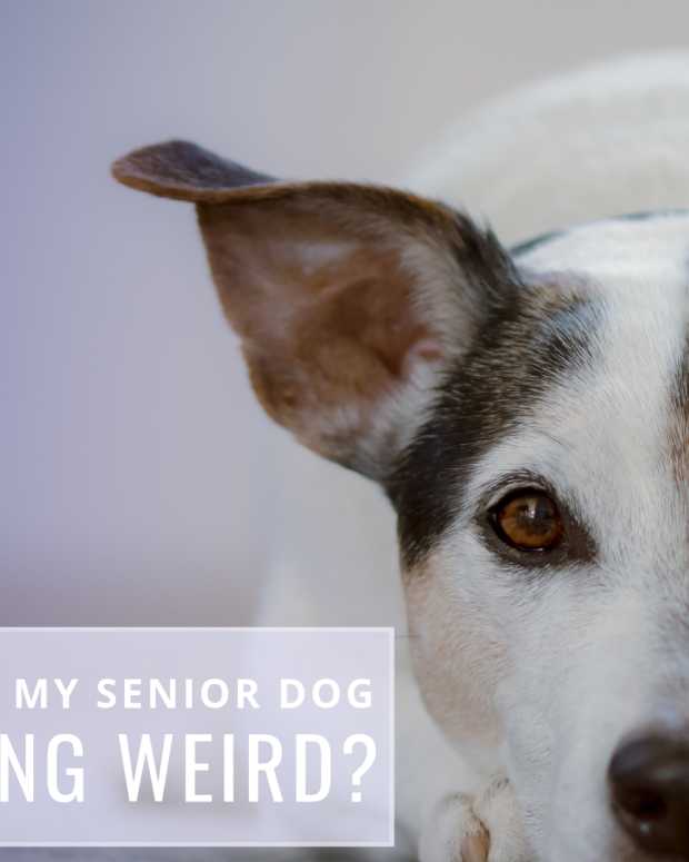 Causes of Shivering and Lethargy in Dogs and What to Do - PetHelpful