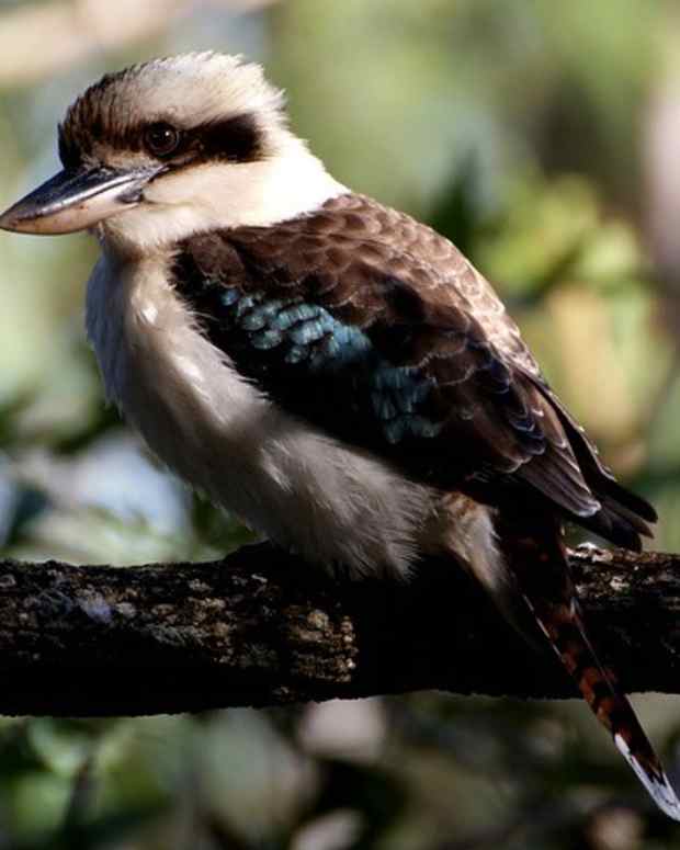 The Call of the Elephants (Short Story) - LetterPile