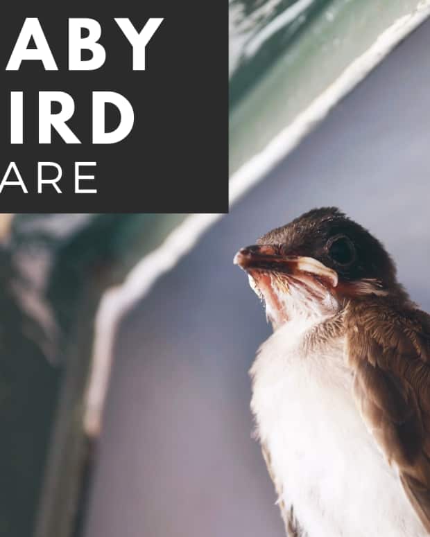 10 Helpful Tips for How to Find a Lost or Missing Cat - PetHelpful