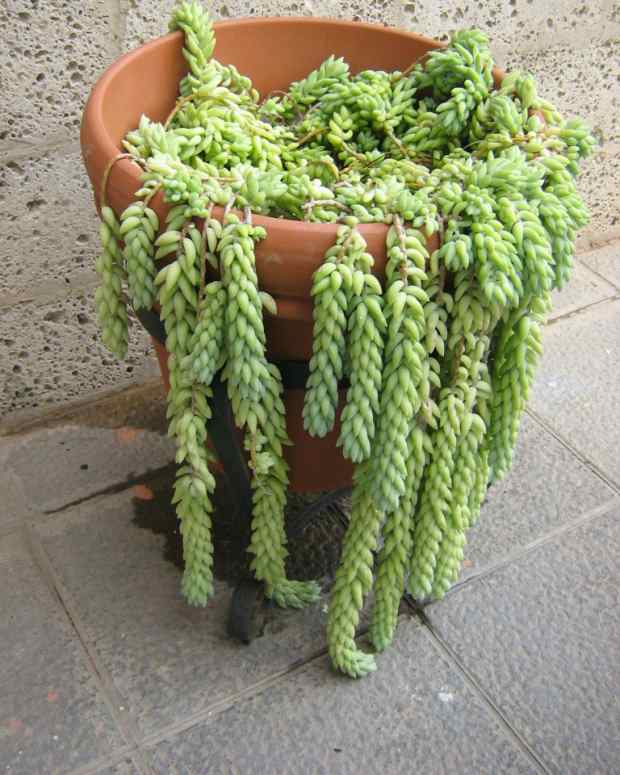 How to Grow Lablab (Hyacinth Bean) - Dengarden