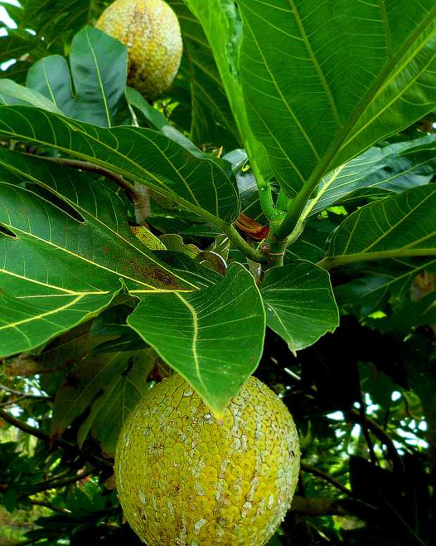 Tropical Taste of Hawaii: The Wondrous Wi Apple - Dengarden - Home and ...