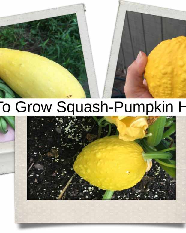 How to Plant Pumpkins: Rows vs. Hills - Dengarden - Home and Garden