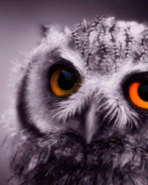 What Does "LMS" in a Text Mean? (Text Examples Included) - HubPages