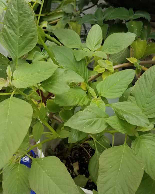 The Devils from the Four-Dimensional Space and the Origin of Humans ...