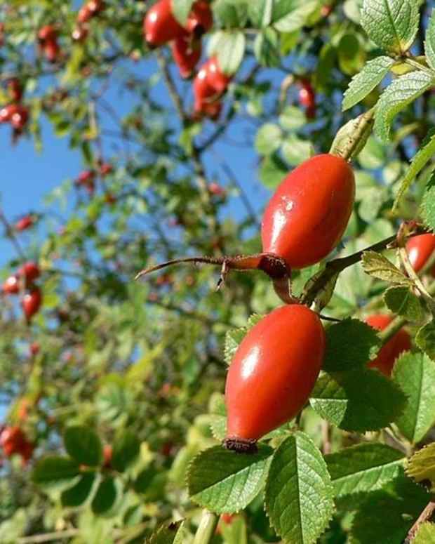 100 Best Songs About Roses - HubPages