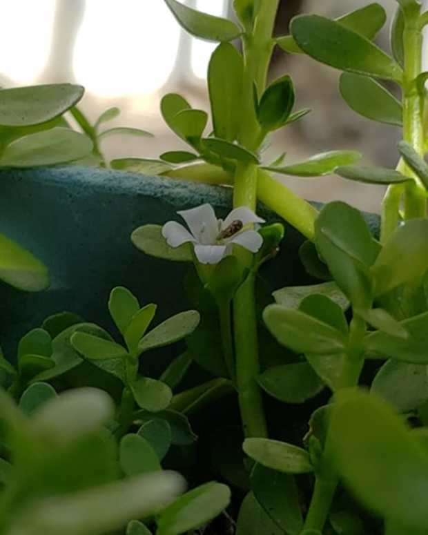 Beginning Improvisation - HubPages