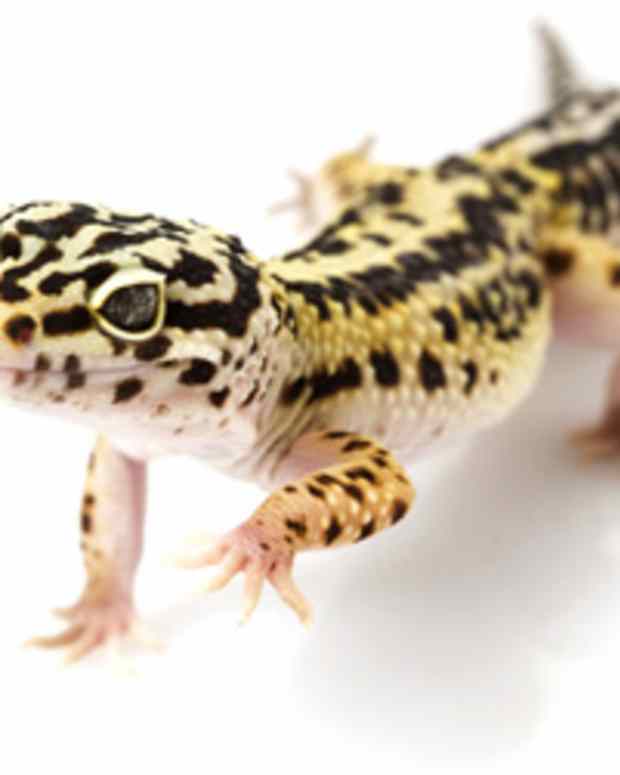 A Beginner's Guide to Owning/Caring for a Leopard Gecko - PetHelpful