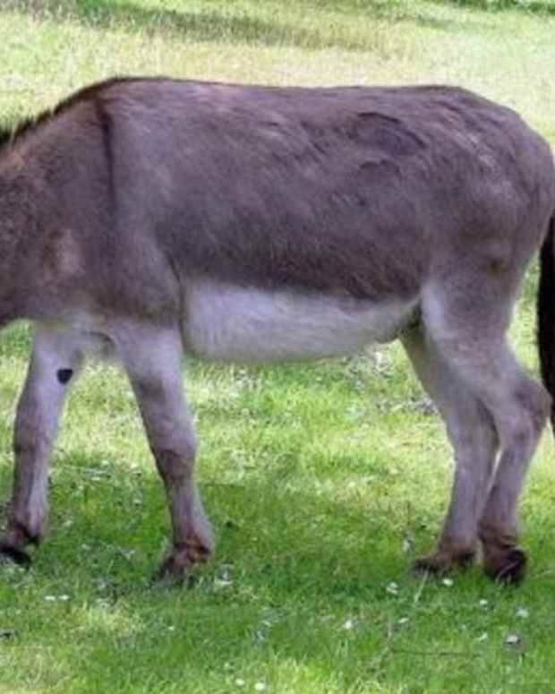 Mammoth Donkeys - Biggest, Largest Breed of Donkey in the World - HubPages