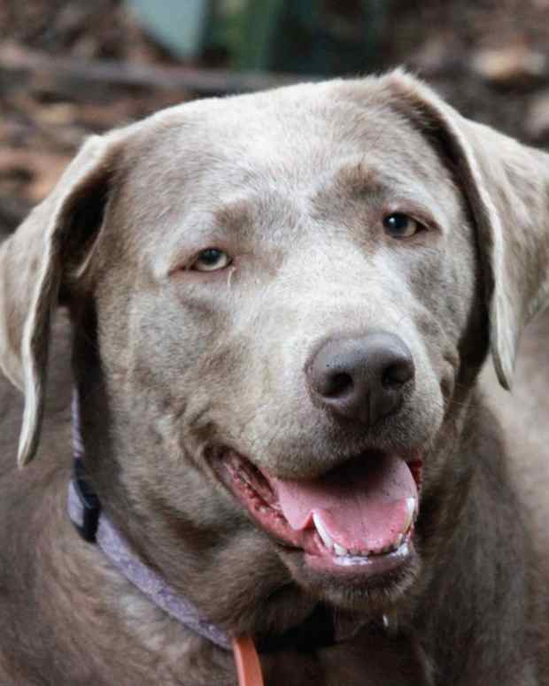 What's the "PNP-BILLPAYMENT" Charge? - HubPages