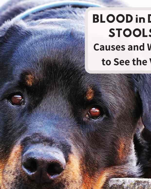 7 Easy Ways to Train a Dog to Get Along With Other Dogs - PetHelpful