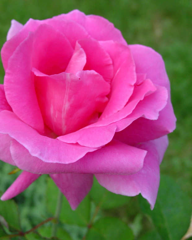 Knockout Roses: Overrated or Garden Superstars? - Dengarden