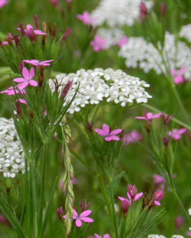 Benefits and Uses of Geranium Pelargonium - Dengarden - Home and Garden