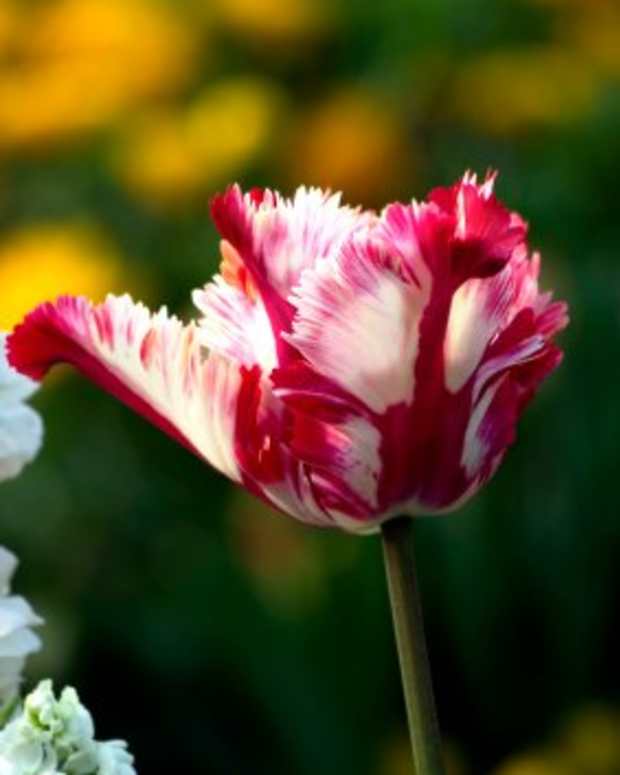 Species Tulips (Botanical Tulips) - Dengarden - Home and Garden