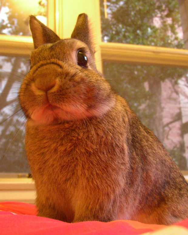 Ringworm in Cats: What Are the Signs and How Is It Treated? - PetHelpful