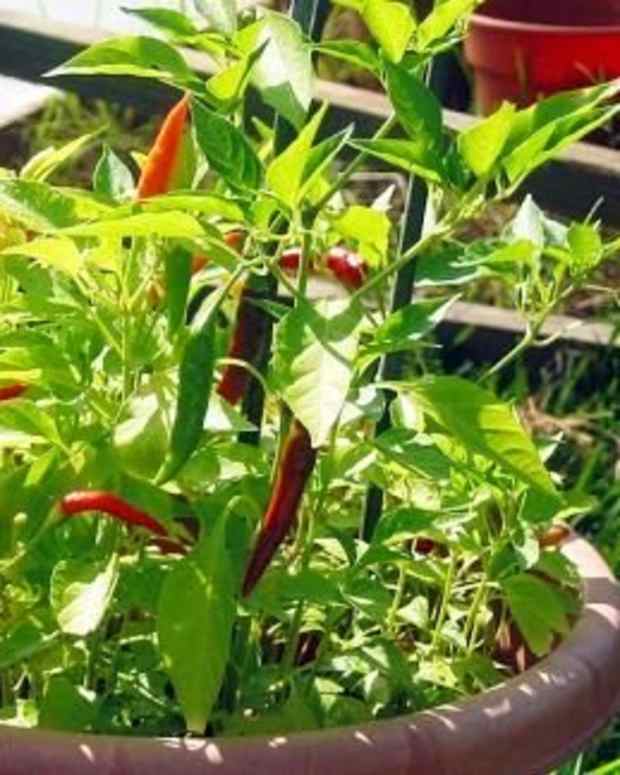How to Get a Green Bell Pepper to Turn Red - Dengarden