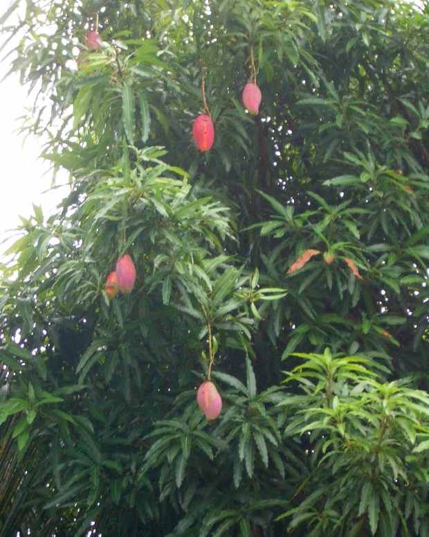 Lao Folktales : The Crescent Moon Comb - LetterPile