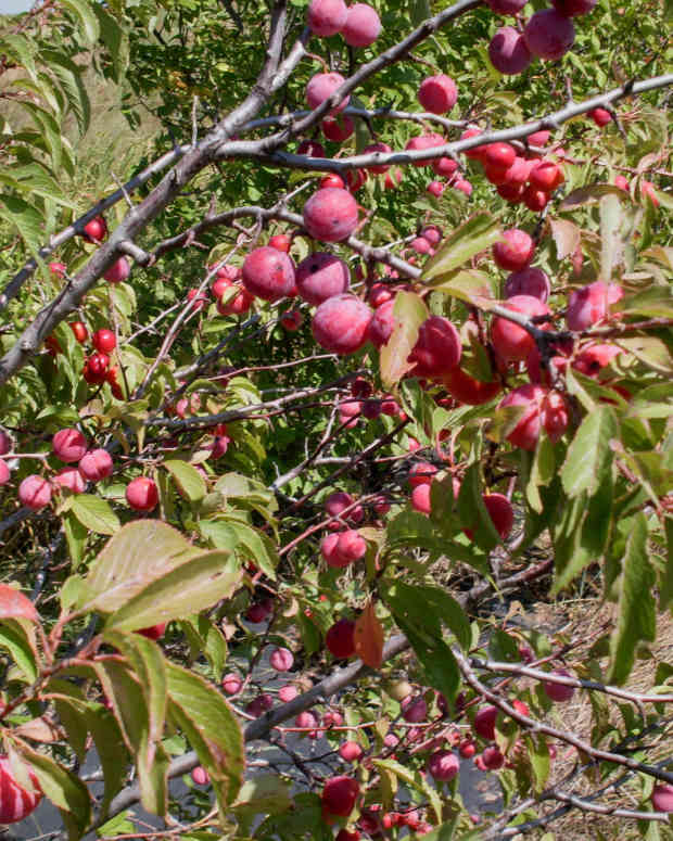 How to Can Whole Wild Plums: An Illustrated Guide - Delishably