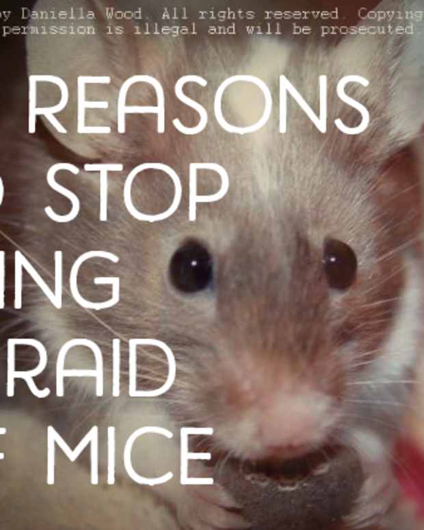 How to Care for Baby Mice Found in the Wild - PetHelpful