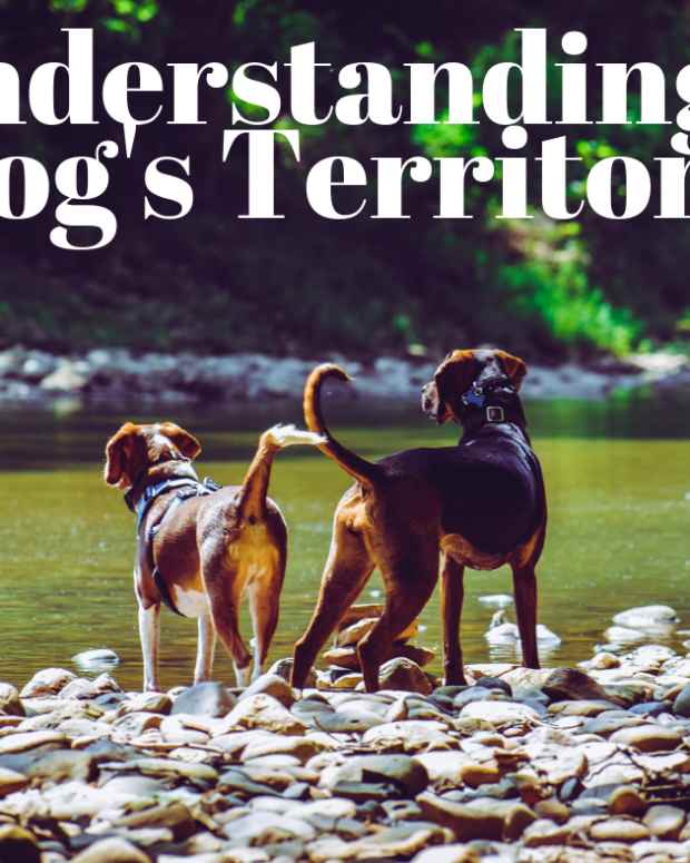 How to Protect Your Dog From Being Attacked: 4 Strategies - PetHelpful