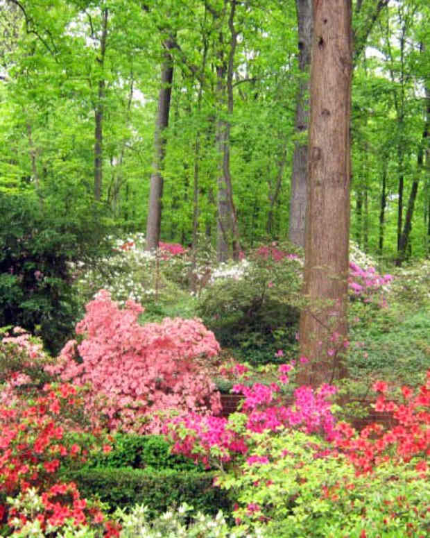 20+ Plants and Flowers to Include in Your Zone 5 Garden - Dengarden