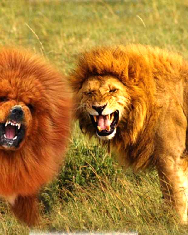 11 Dog Breeds That Look Like Doberman Pinschers - HubPages