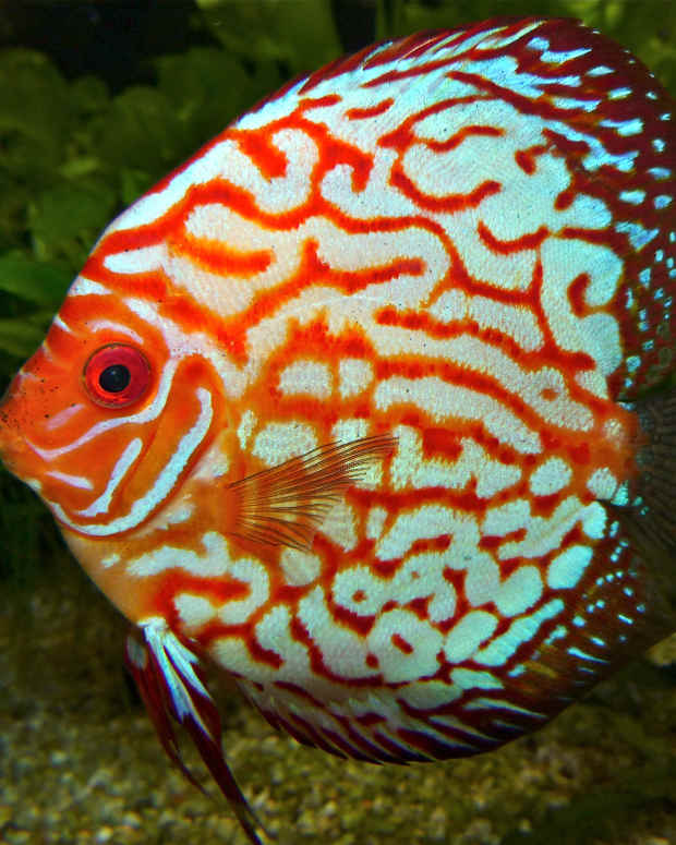 10 Tips on How to Live an Aesthetic Life - HubPages