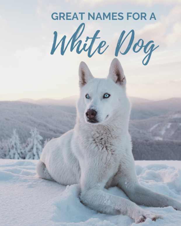 7 Amazingly Clean Dog Breeds - PetHelpful