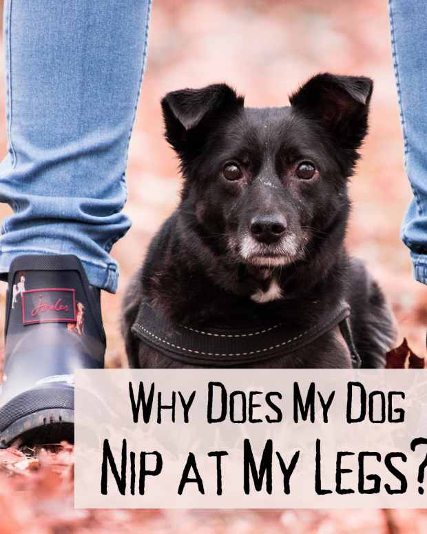 How to Teach Your Dog Not to Pull on a Leash - PetHelpful