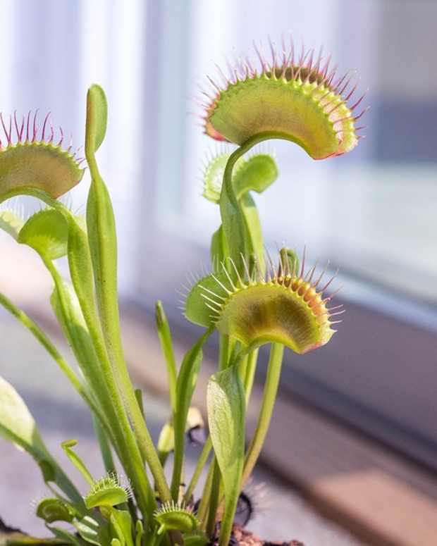 All About Venus Flytraps and How to Care for This Carnivorous Plant ...