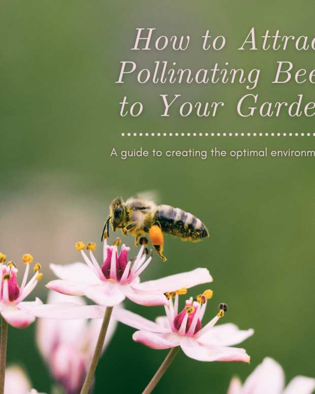 Pollinate Your Garden With Native (Mason) Bees - Dengarden