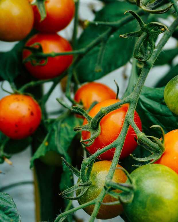 How to Prevent Blossom-End Rot in Tomatoes (2 Easy Methods) - Dengarden