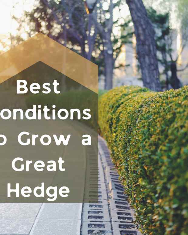 6 Basic Strategies to Beat "Plants vs. Zombies 2" - HubPages