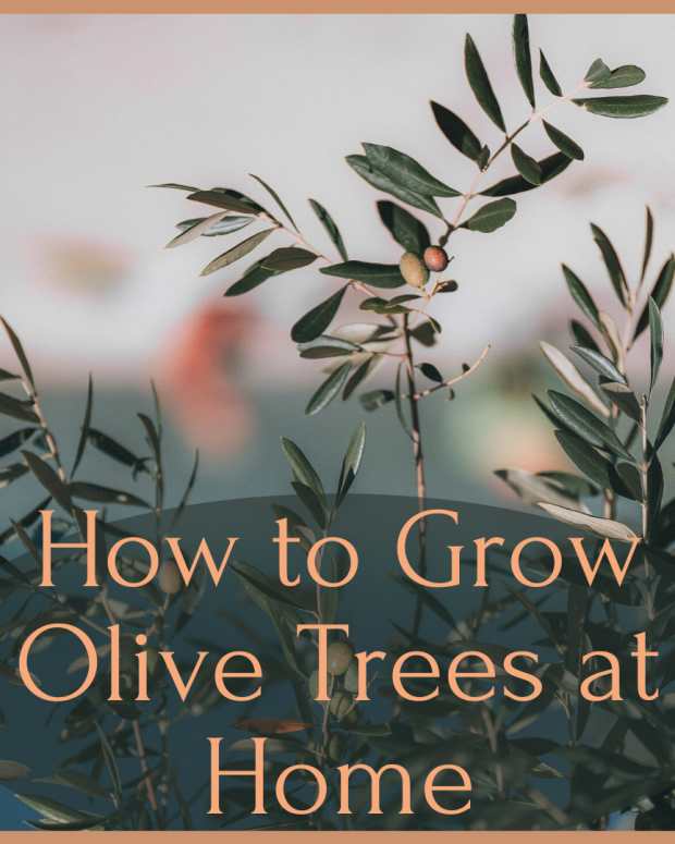 Growing Arugula in Pots and Containers: A Basic Guide - Dengarden